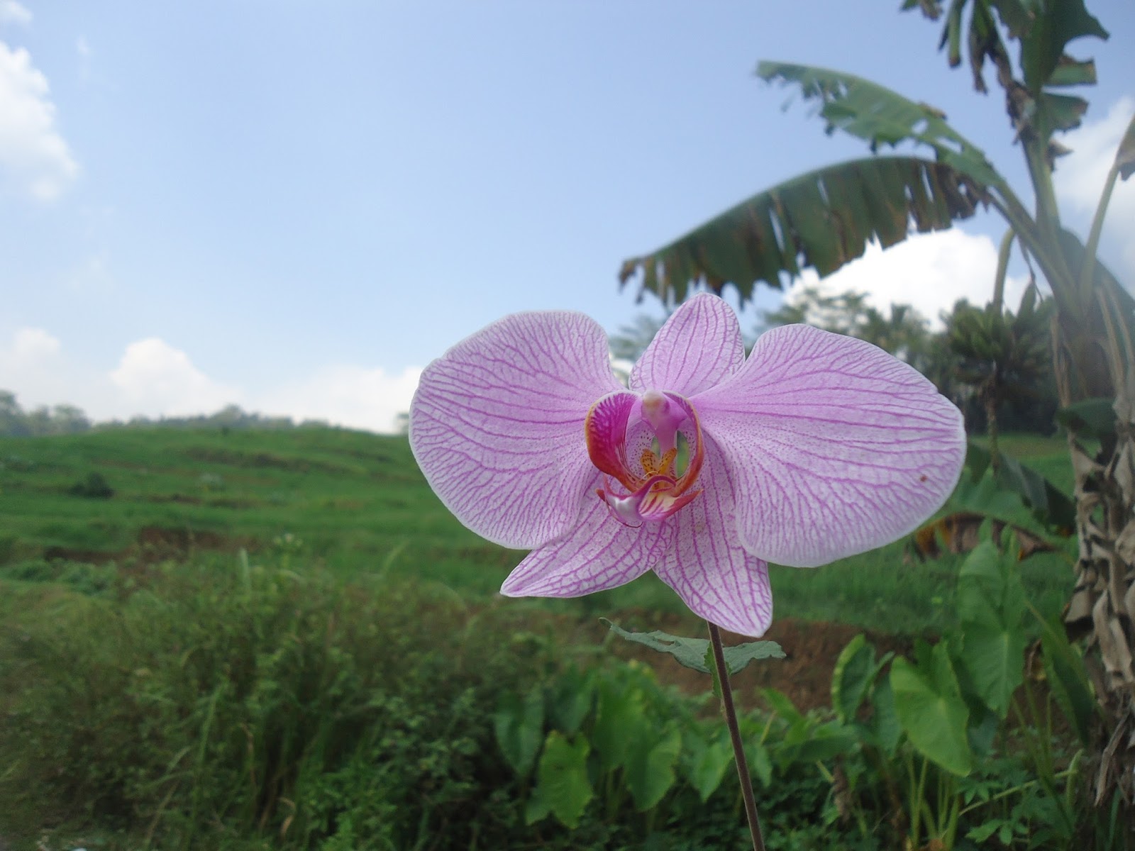 Gambar Bunga,bunga,anggrek Bulan ,bunga Ungu,pisang - Moth Orchid ...