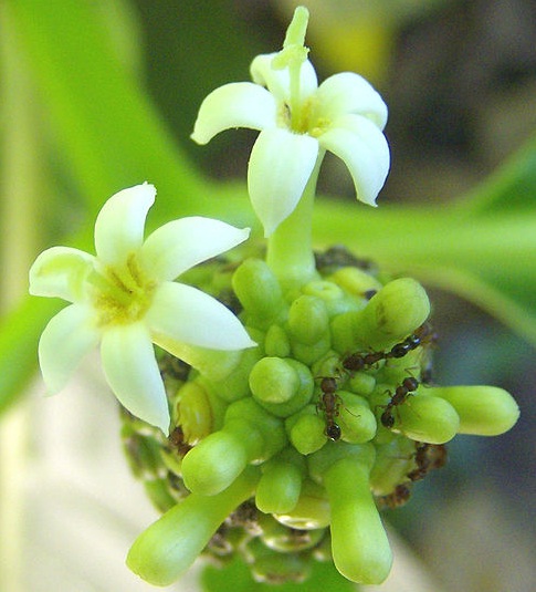 wallpaper bunga pohon dan buah,flower,flowering plant,plant,terrestrial ...