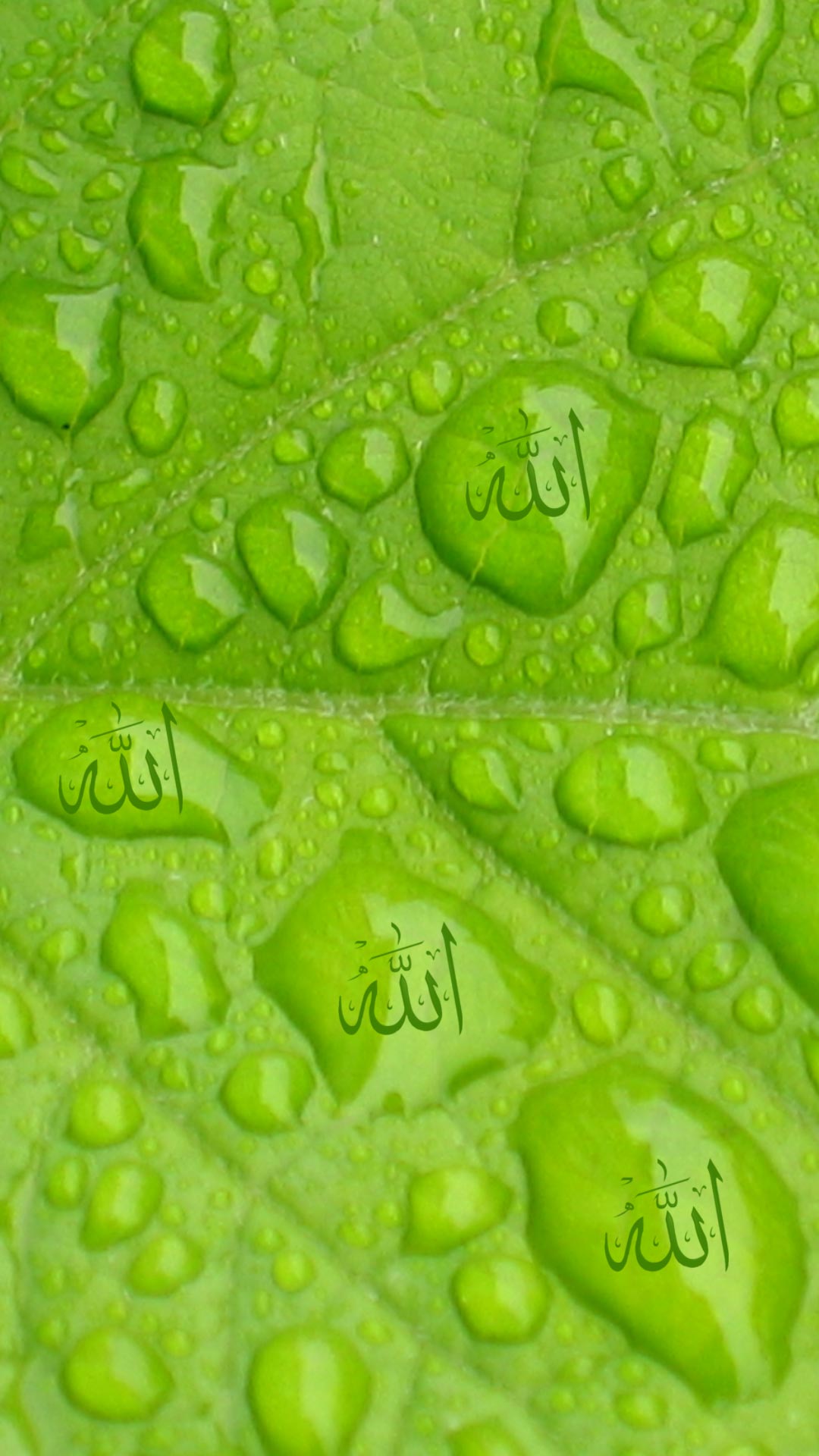 download wallpaper hp android,green,leaf,water,dew,plant (#651983 ...