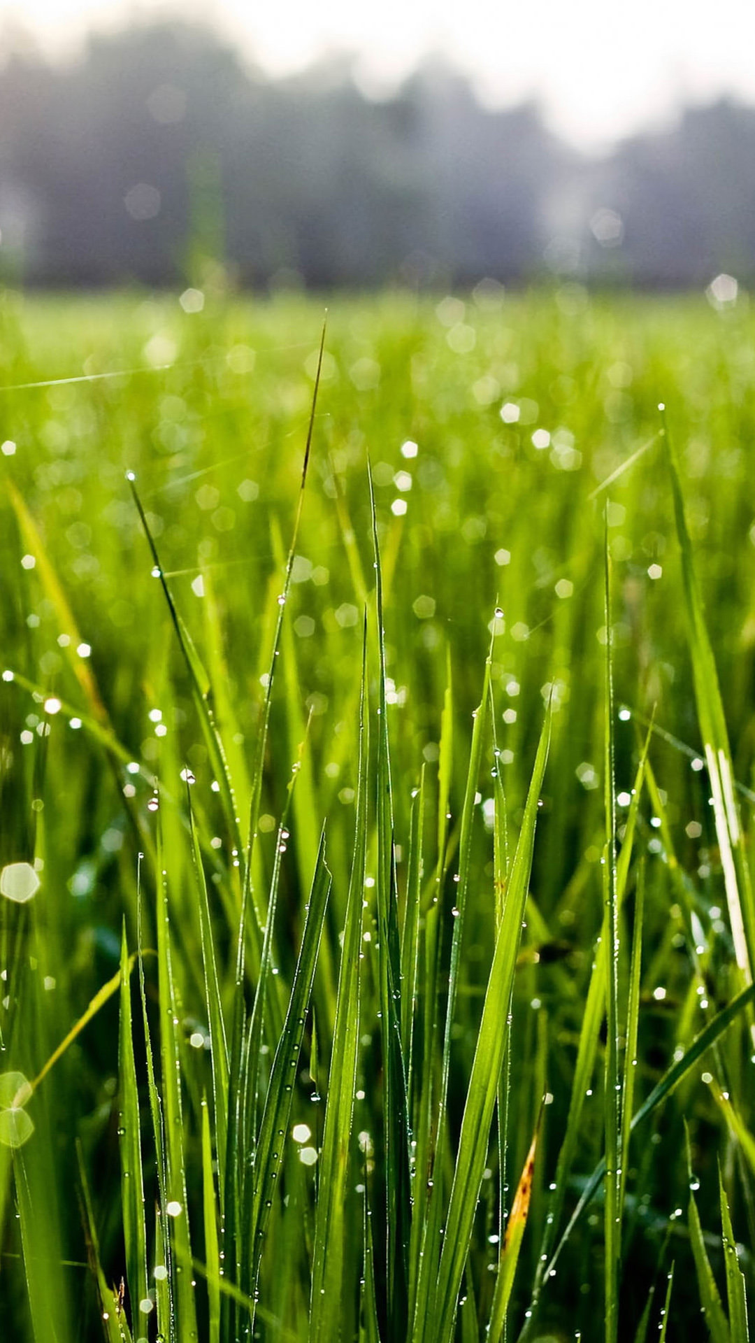 Grass Wallpaper For Iphone- WallpaperUse