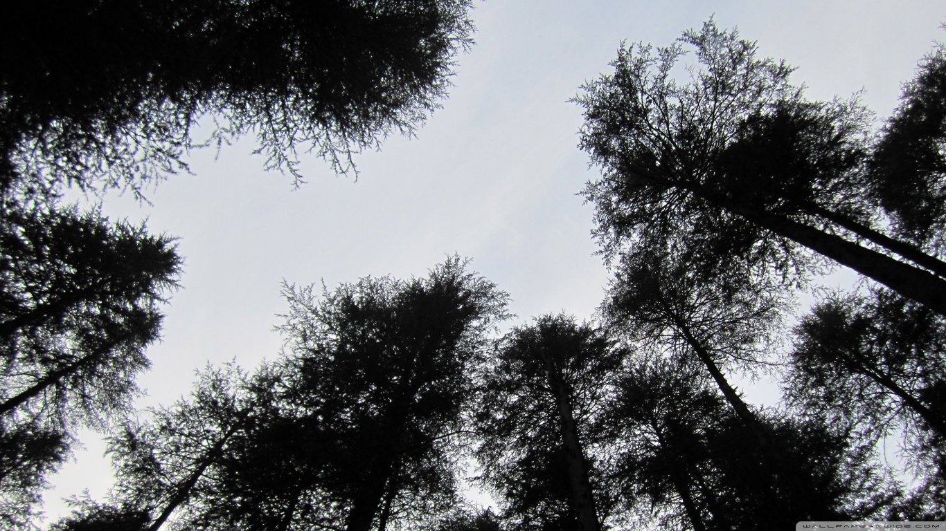 black shade wallpaper,tree,sky,nature,black,vegetation (#654538 ...
