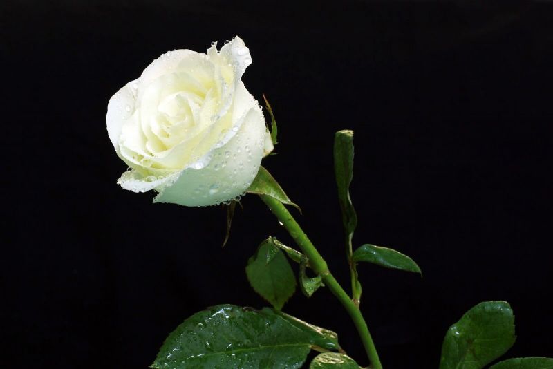 Bunga Mawar Putih - White Rose Flower Hd- WallpaperUse