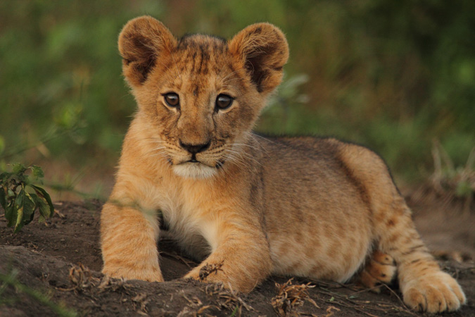 Baby Lion Cub Hd Picture - Full Hd Lion Baby- WallpaperUse
