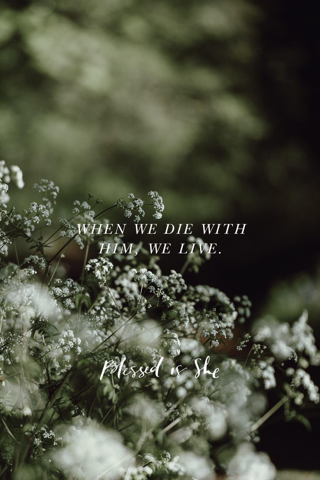 devotional live wallpaper,nature,flower,plant,black and white ...