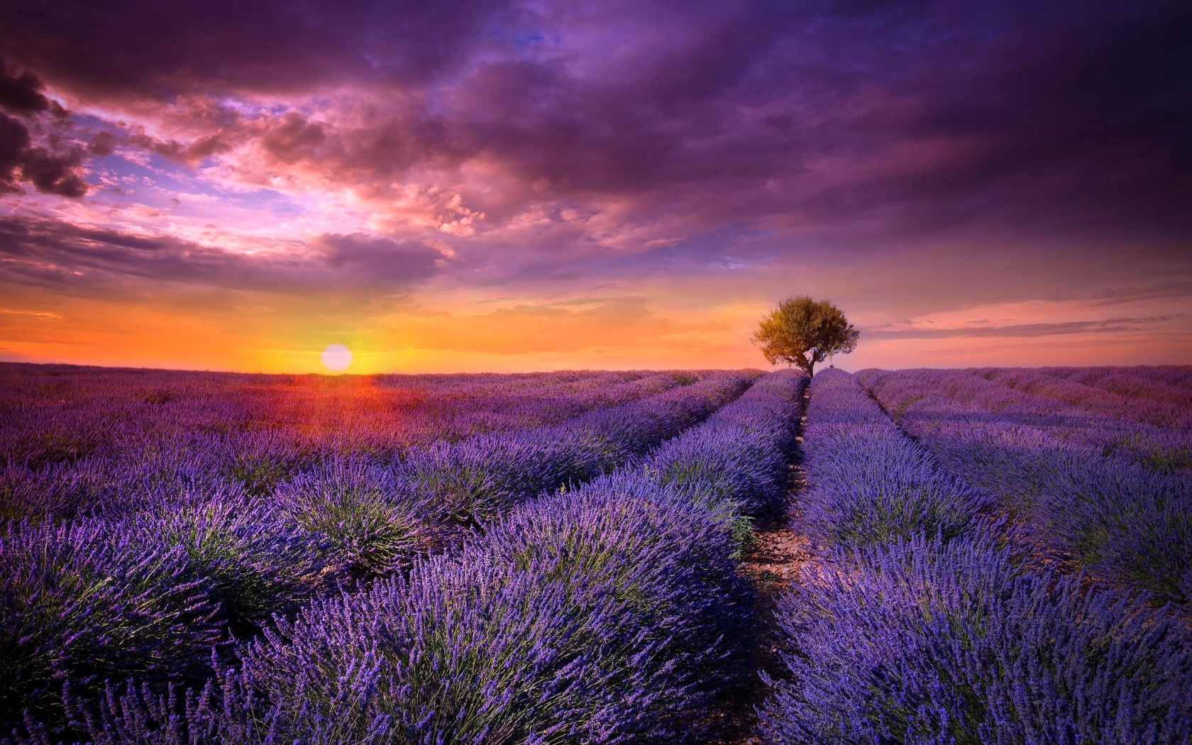 provence wallpaper,sky,lavender,natural landscape,nature,purple ...