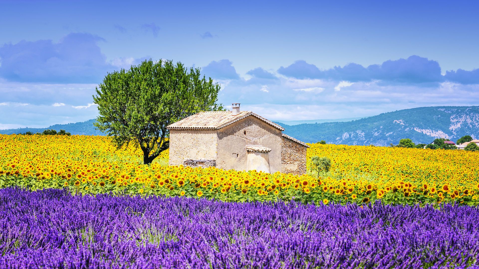 Sunflower And Lavender Field, Provence, France Lifecycle - Lavender ...