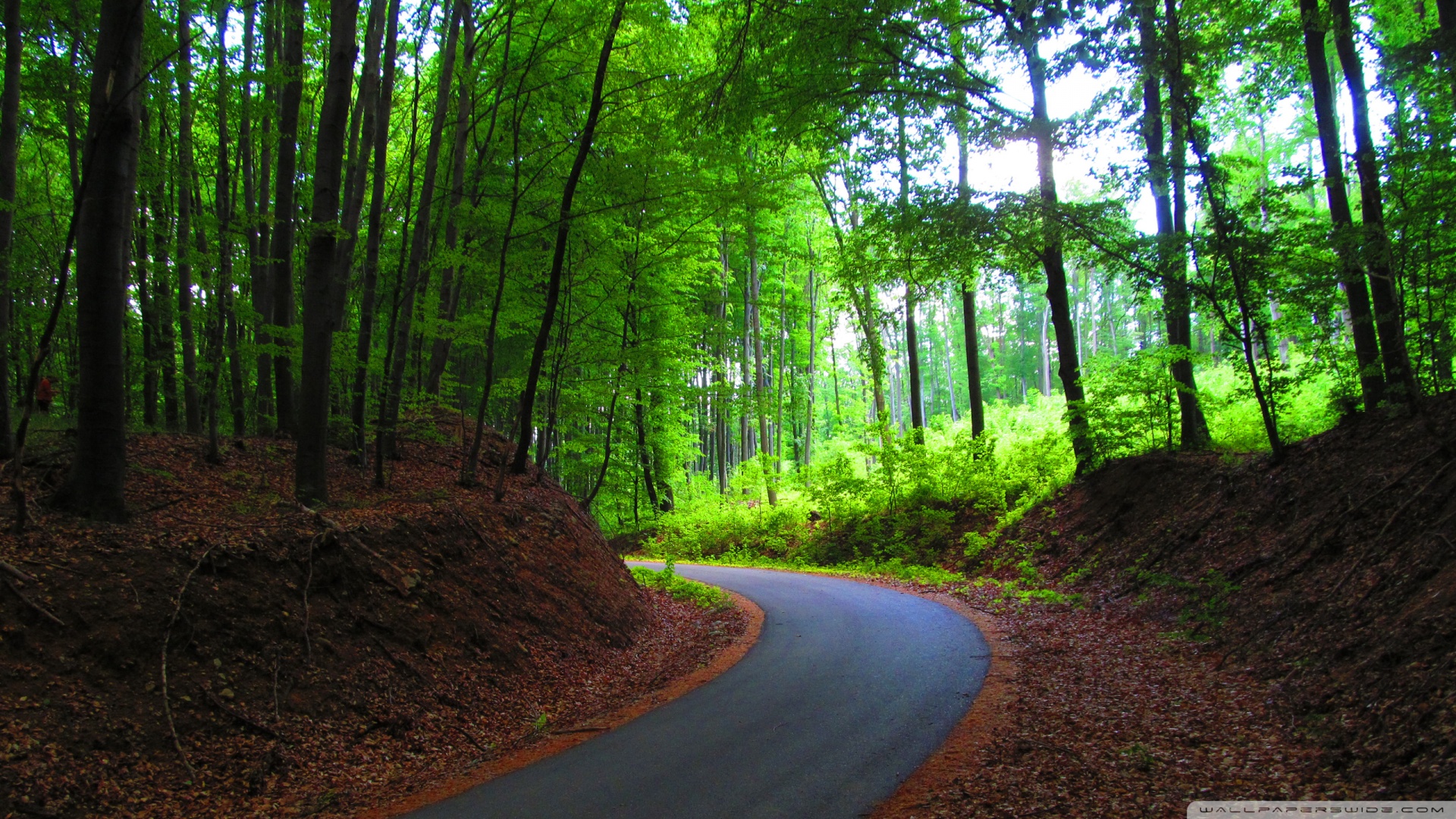 Route In Forest Wallpaper - Route In Forest- WallpaperUse