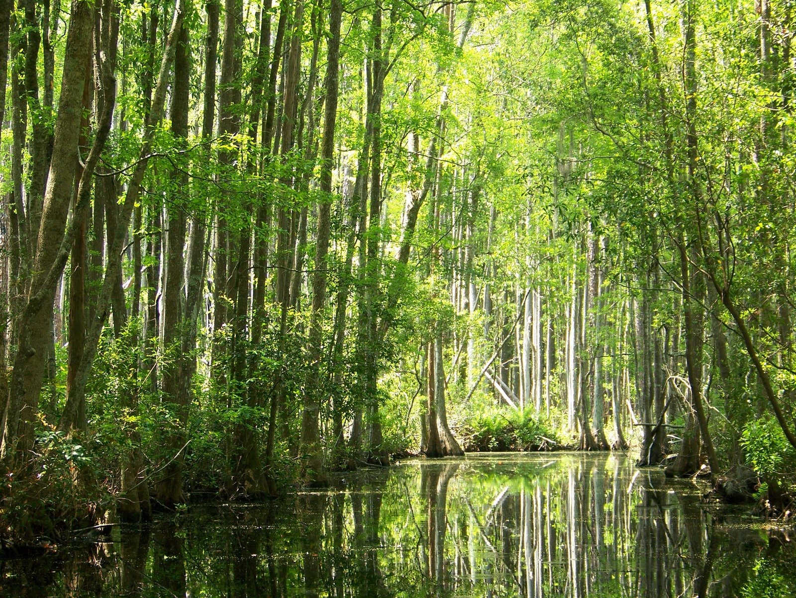 swamp wallpaper,tree,natural landscape,forest,nature,natural ...