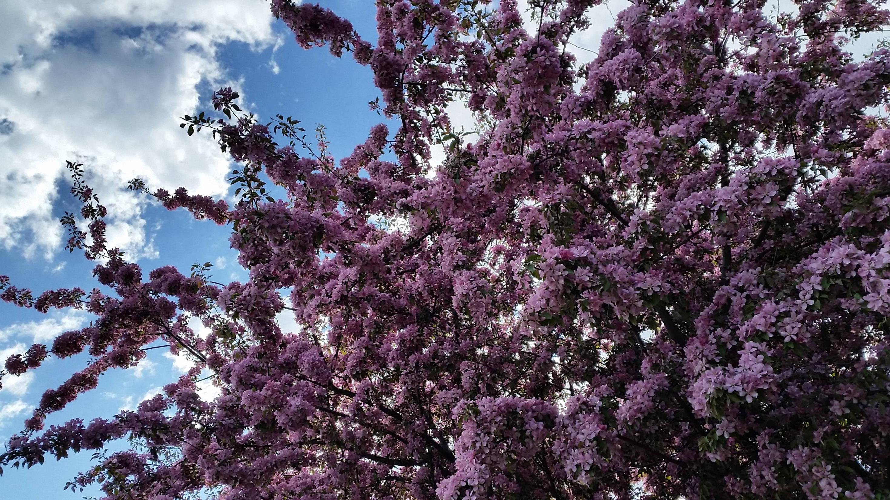 Red Bud- WallpaperUse