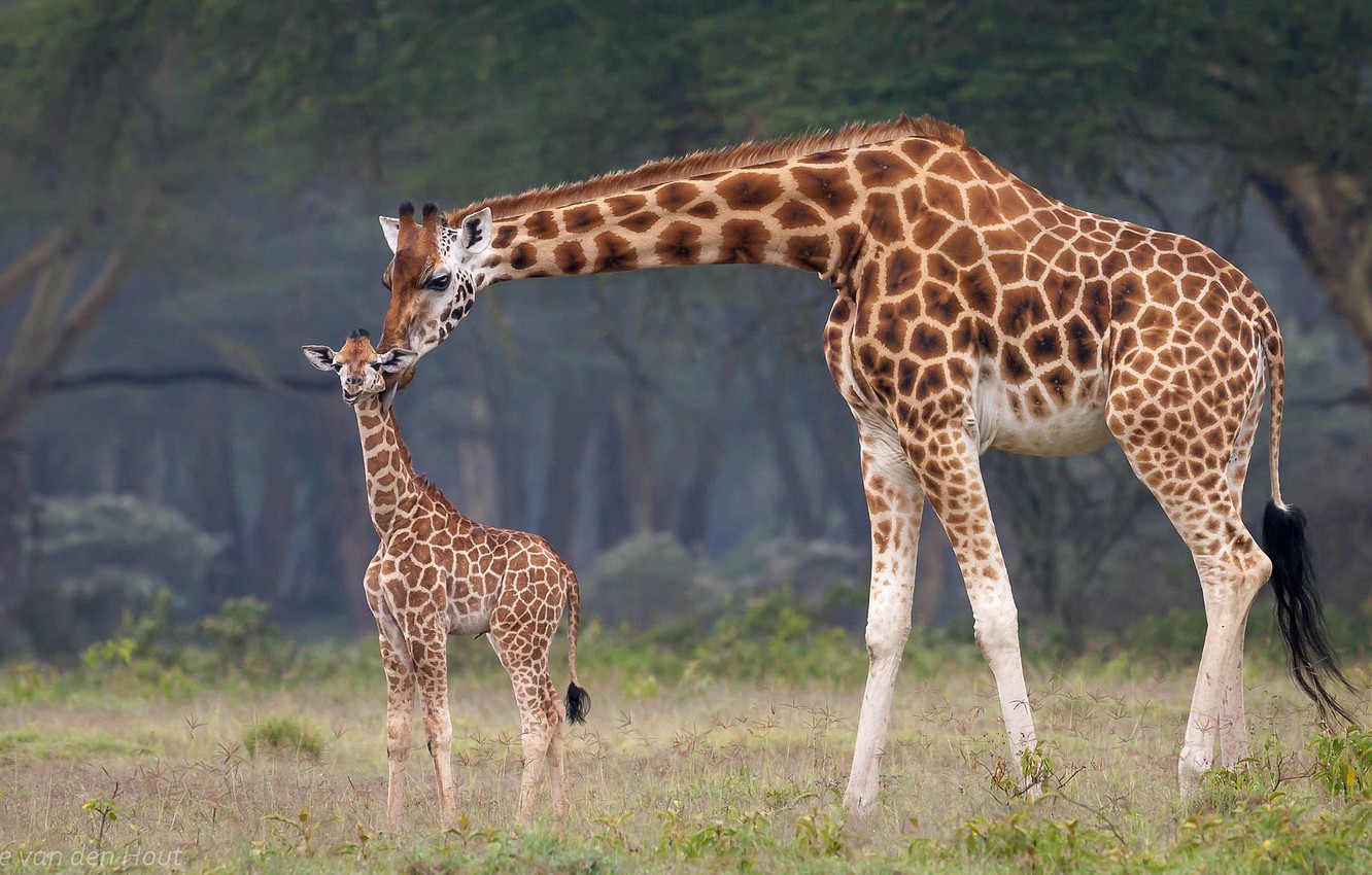 Photo Wallpaper Baby, Giraffes, Africa, Mom - Giraffe Baby And Mom ...