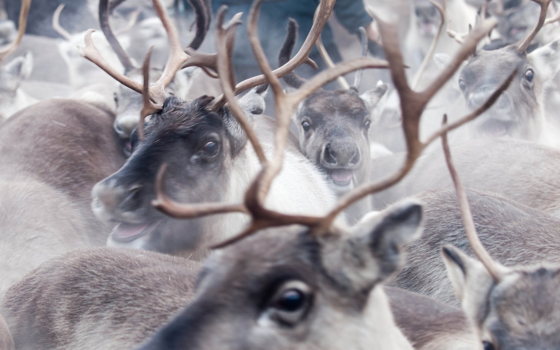 Download Hd Reindeer Desktop Background Id - Reindeer Desktop ...
