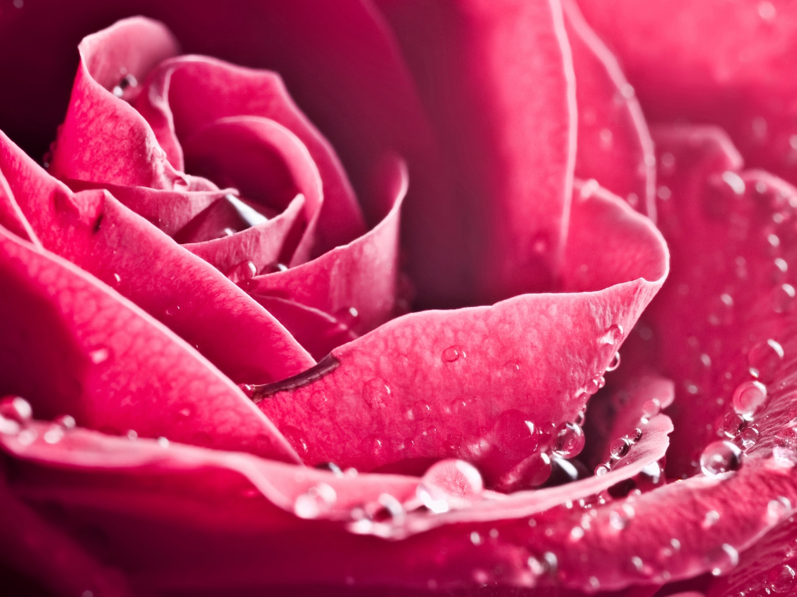 Beautiful Rose- WallpaperUse