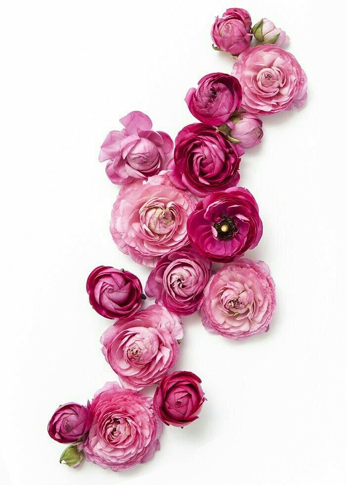 wallpaper roz,pink,garden roses,rose,flower,plant (#681274) - WallpaperUse