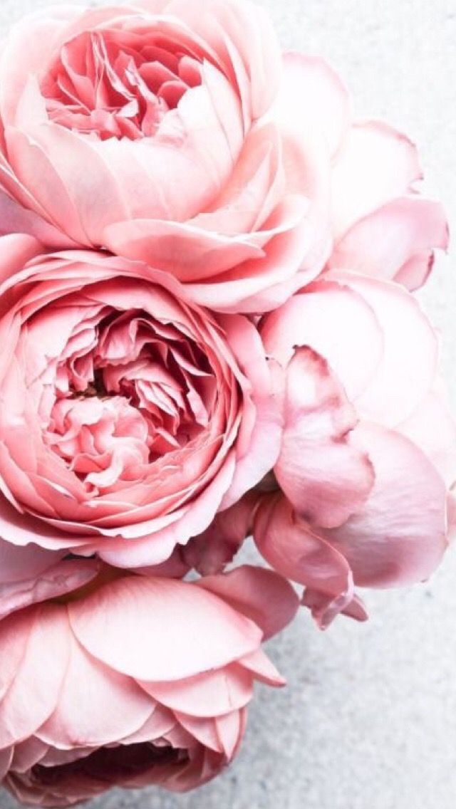 wallpaper roz,flower,flowering plant,garden roses,petal,pink (#681299 ...