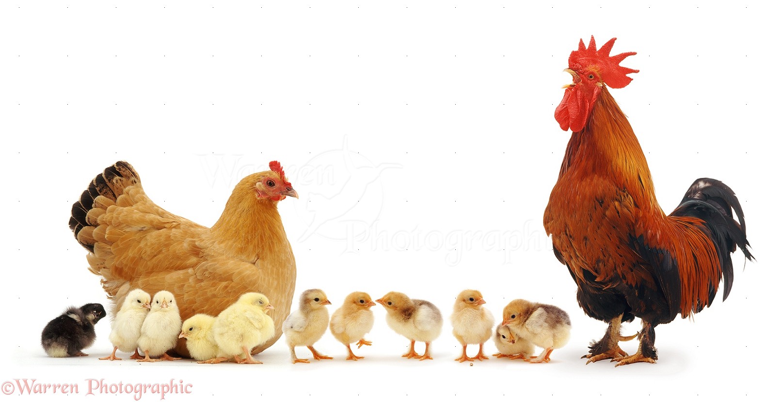 Chicken Family Photo Wp09677 - Hen With Chicks Png- WallpaperUse