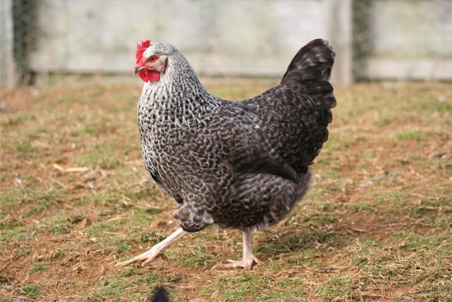 Misri Hen New Pictures And Photos - Desi Hen Pics Hd- WallpaperUse