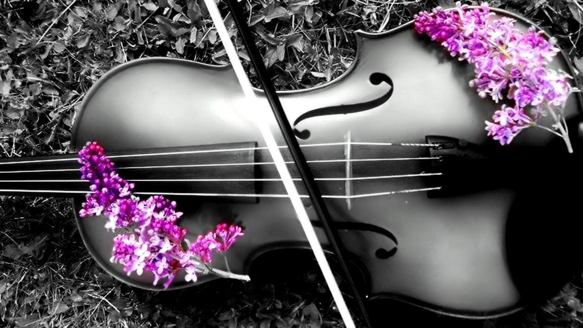 violin pictures wallpapers,string instrument,string instrument,violin ...