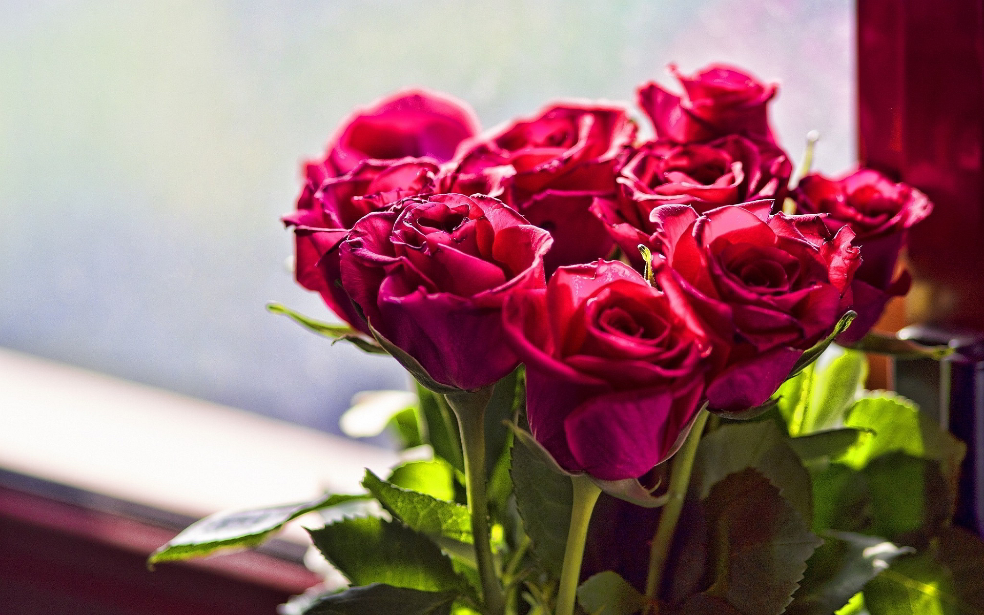 Bunch Of Roses Photography- WallpaperUse