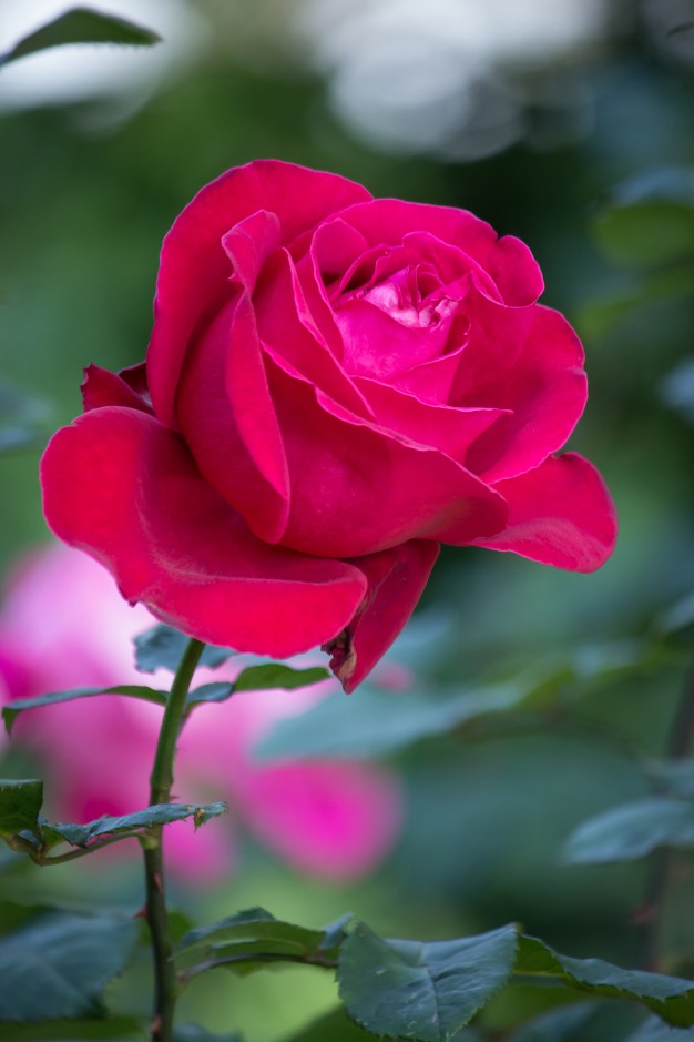 Red Rose Flower In A Garden Free Photo - Rose Flower Images Download ...