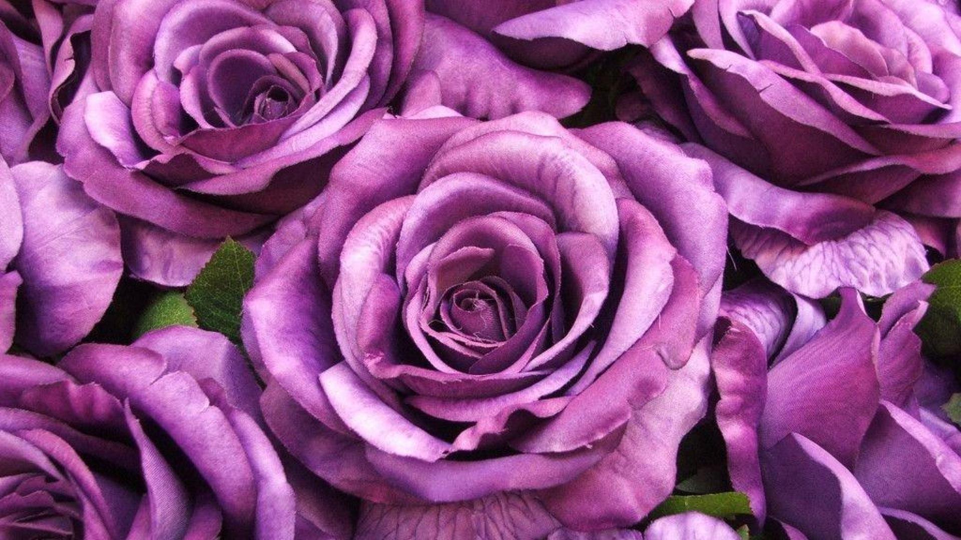 Big Purple Roses Wallpapers And Images Wallpapers Pictures - Purple ...