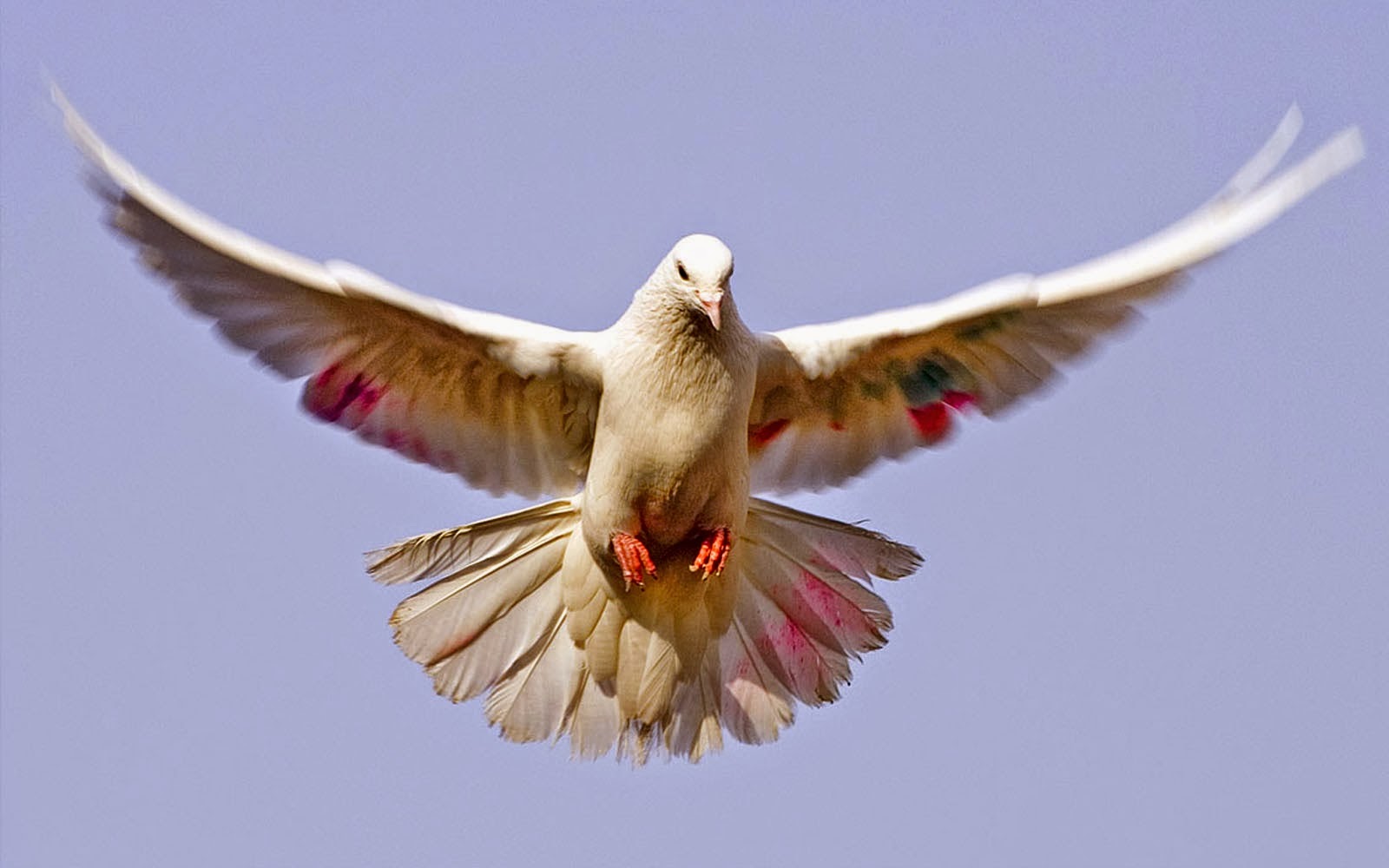 racing pigeon wallpaper,bird,nature,wing,beak,sky (#690764) - WallpaperUse