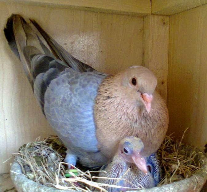 racing pigeon wallpaper,bird,vertebrate,pigeons and doves,rock dove ...