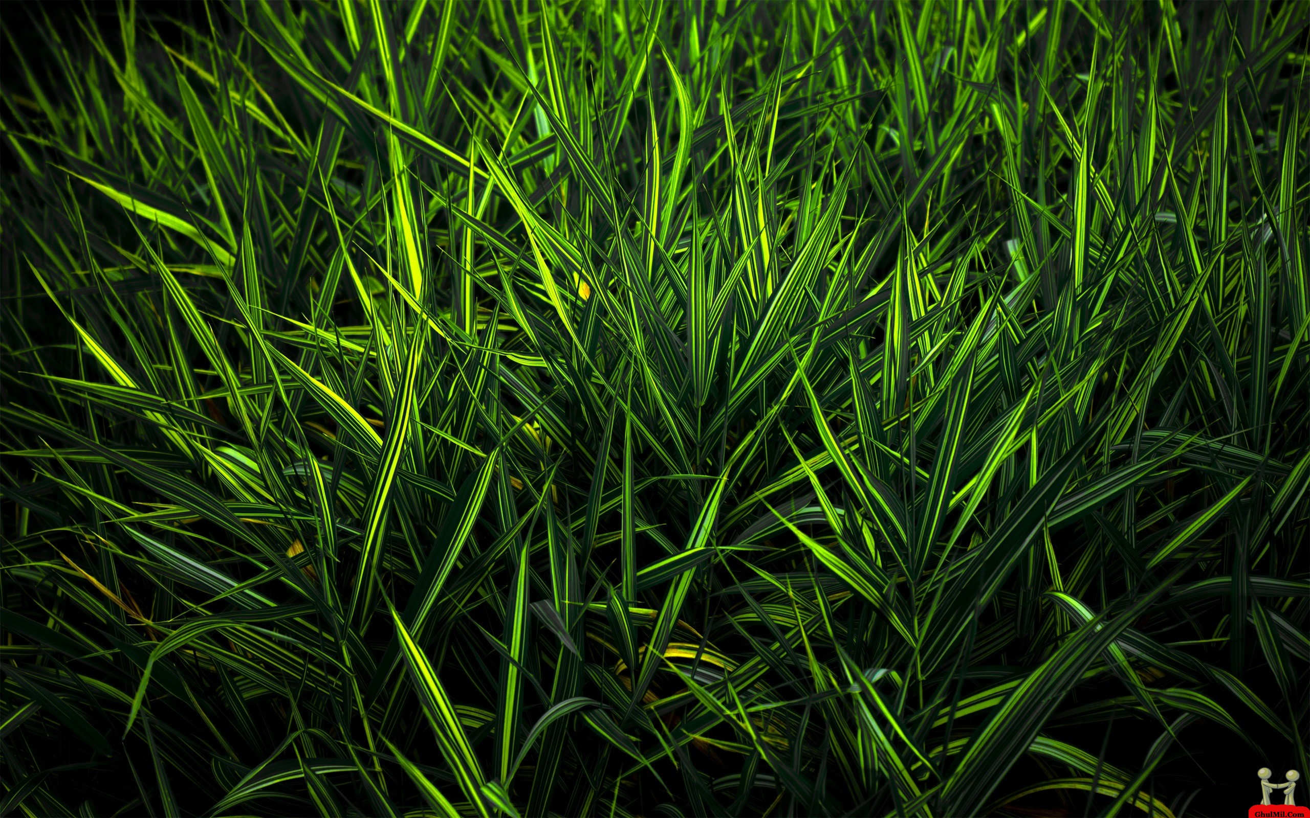 fondo de pantalla puro,verde,césped,planta,hoja,familia de la hierba ...