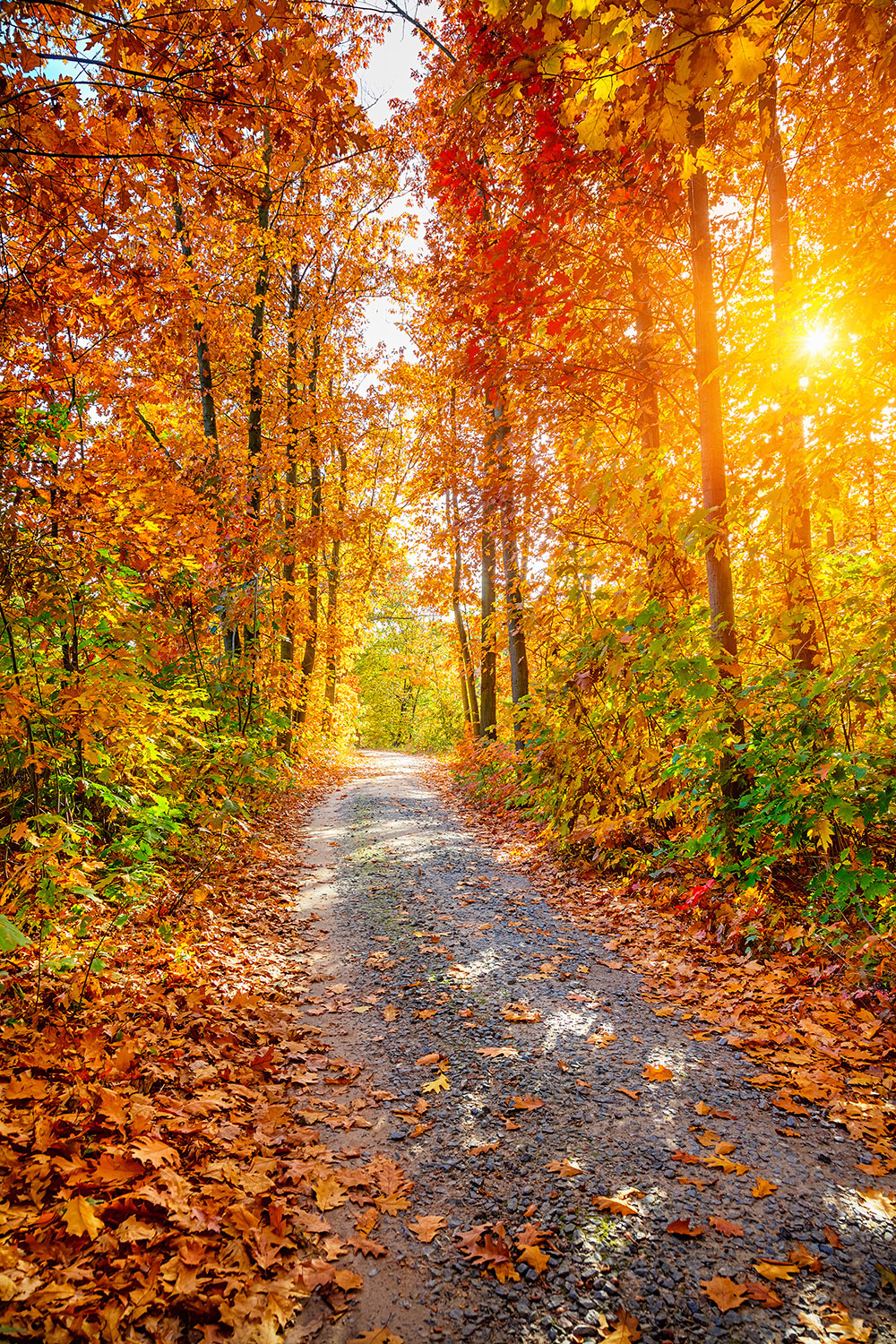 wallpaper trail,natural landscape,nature,tree,forest,deciduous (#699472 ...
