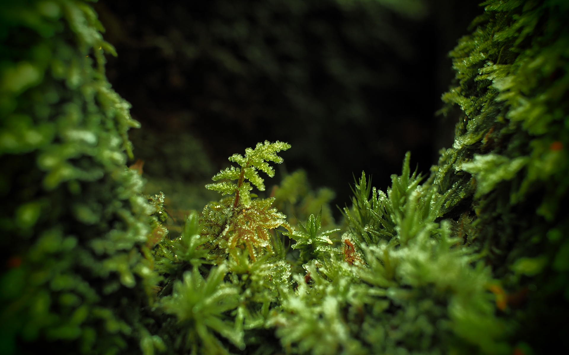 Macro Moss Hd Wallpaper - Macro Moss- WallpaperUse