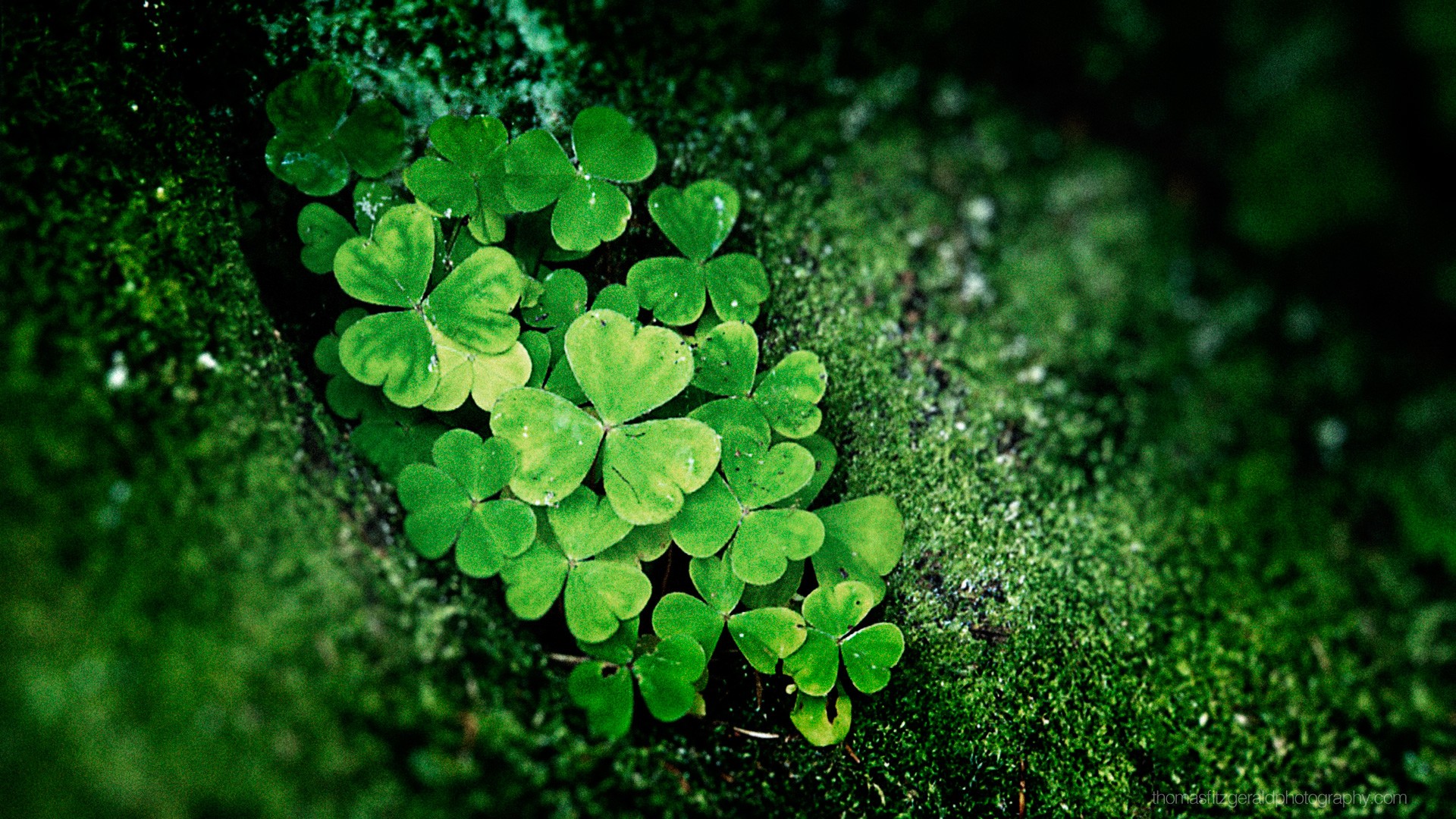 Hd Wallpapers Shamrocks Desktop Free Holiday Wallpaper - Many A Times A ...