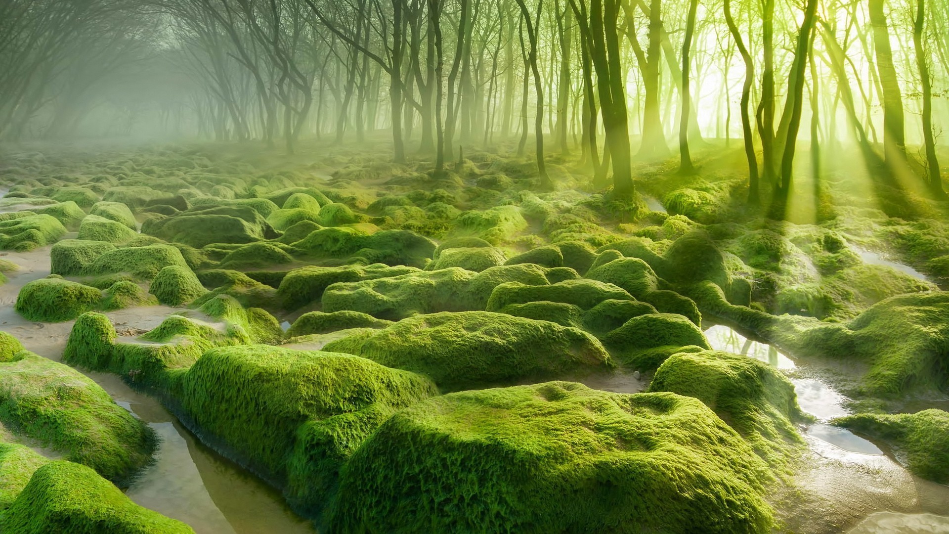 Moss Swamp Romania- WallpaperUse