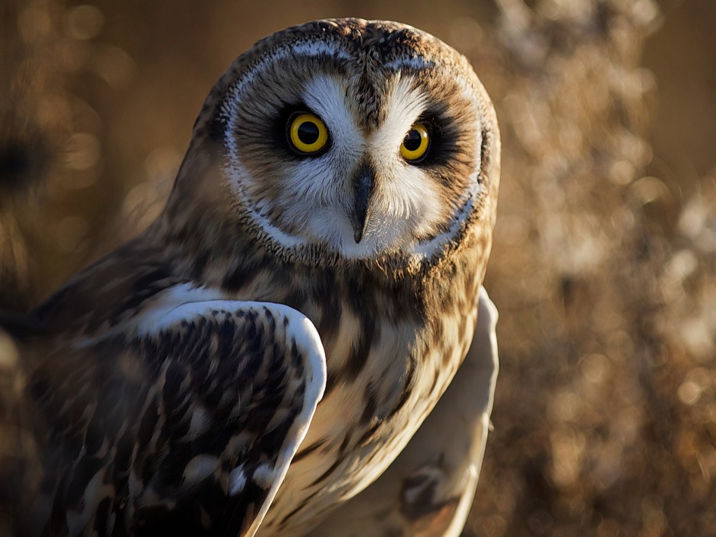 Beautiful Owl Pics - Owl Hd- WallpaperUse