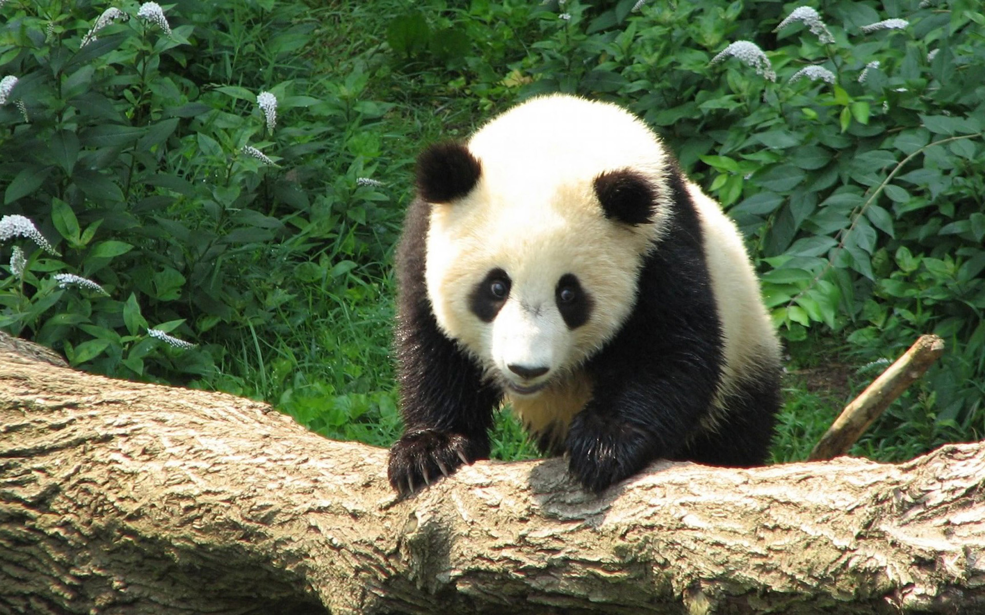 cute panda wallpaper,panda,terrestrial animal,mammal,vertebrate,nature ...