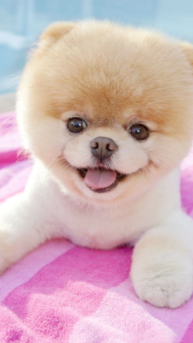 Cute Boo - Boo The World's Cutest Dog- WallpaperUse
