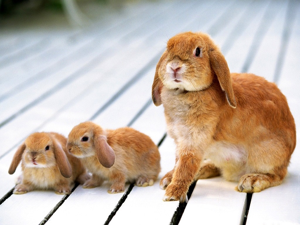 Cute Rabbit Normal Resolution Hd Wallpaper - Baby Rabbit And Adult ...