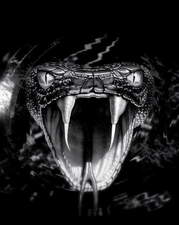 Black Mamba Fangs Out- WallpaperUse