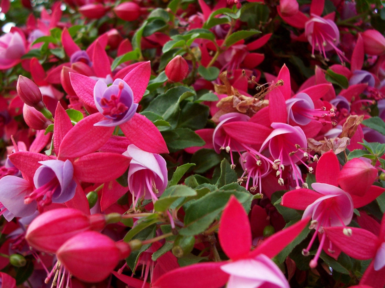 Fuchsia Flower- WallpaperUse