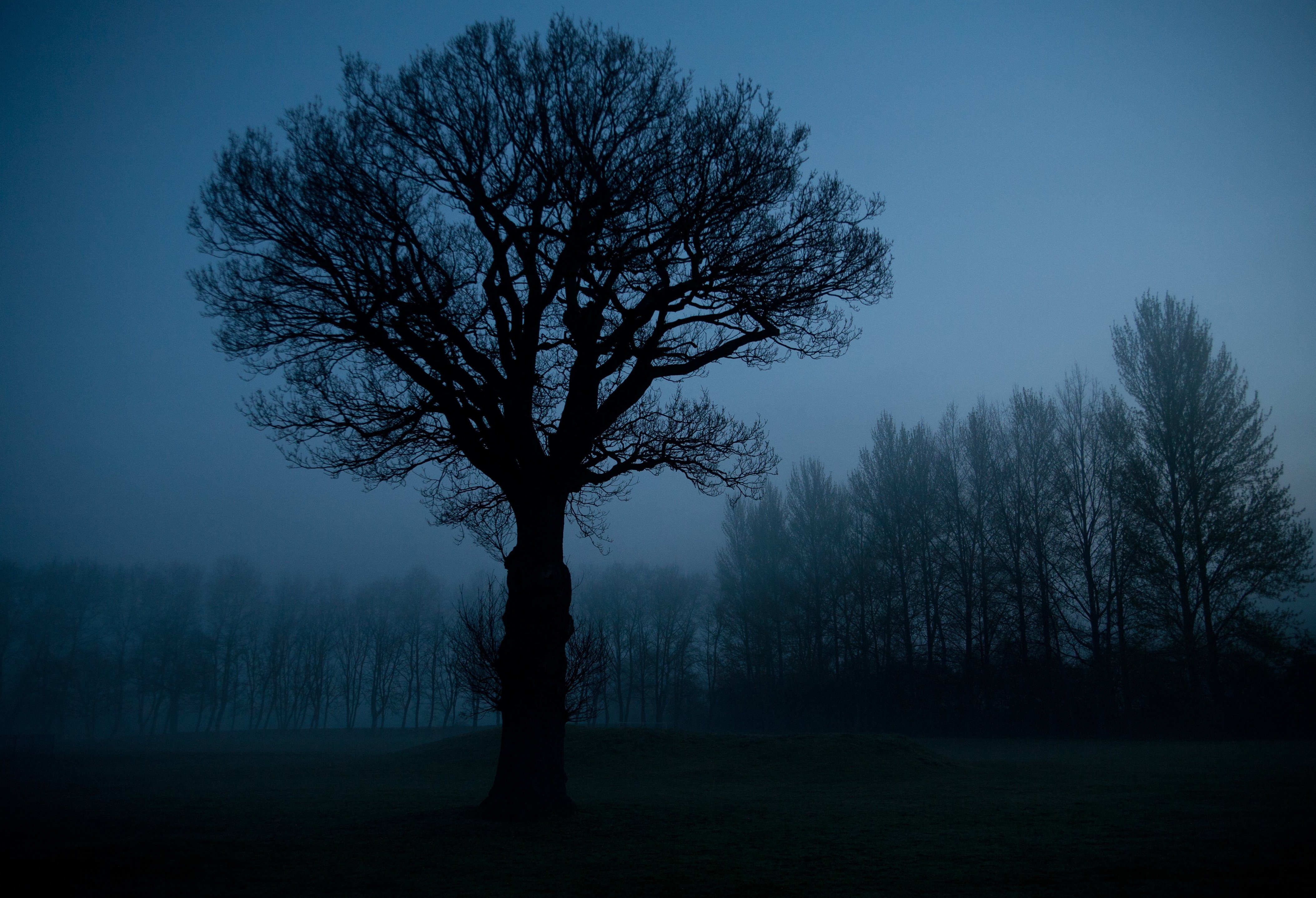 Tree Silhouette In Night- WallpaperUse