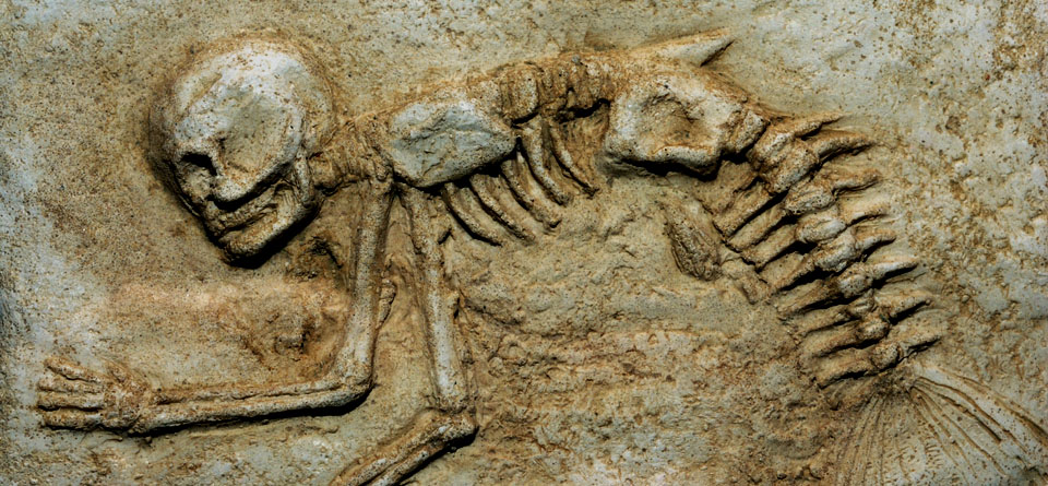 fossil wallpaper,relief,stone carving,fossil,anthropology,carving ...