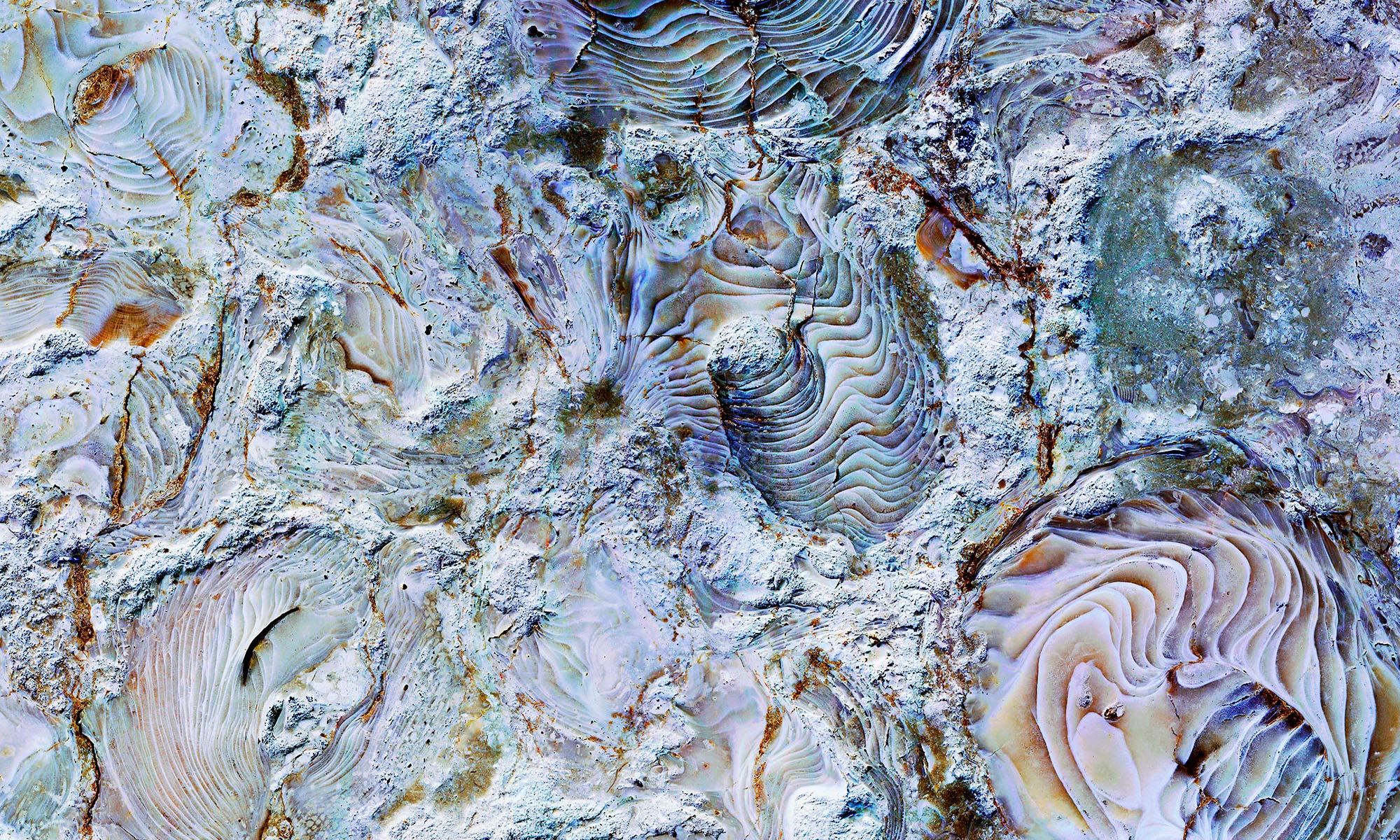 fossil wallpaper,geology,rock,organism,pattern,formation (#703639 ...