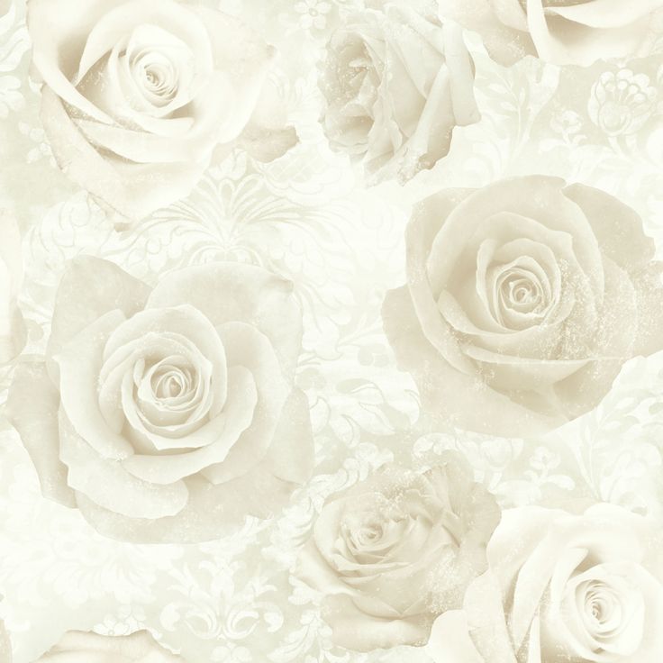 cream rose wallpaper,white,rose,flower,garden roses,cut flowers ...