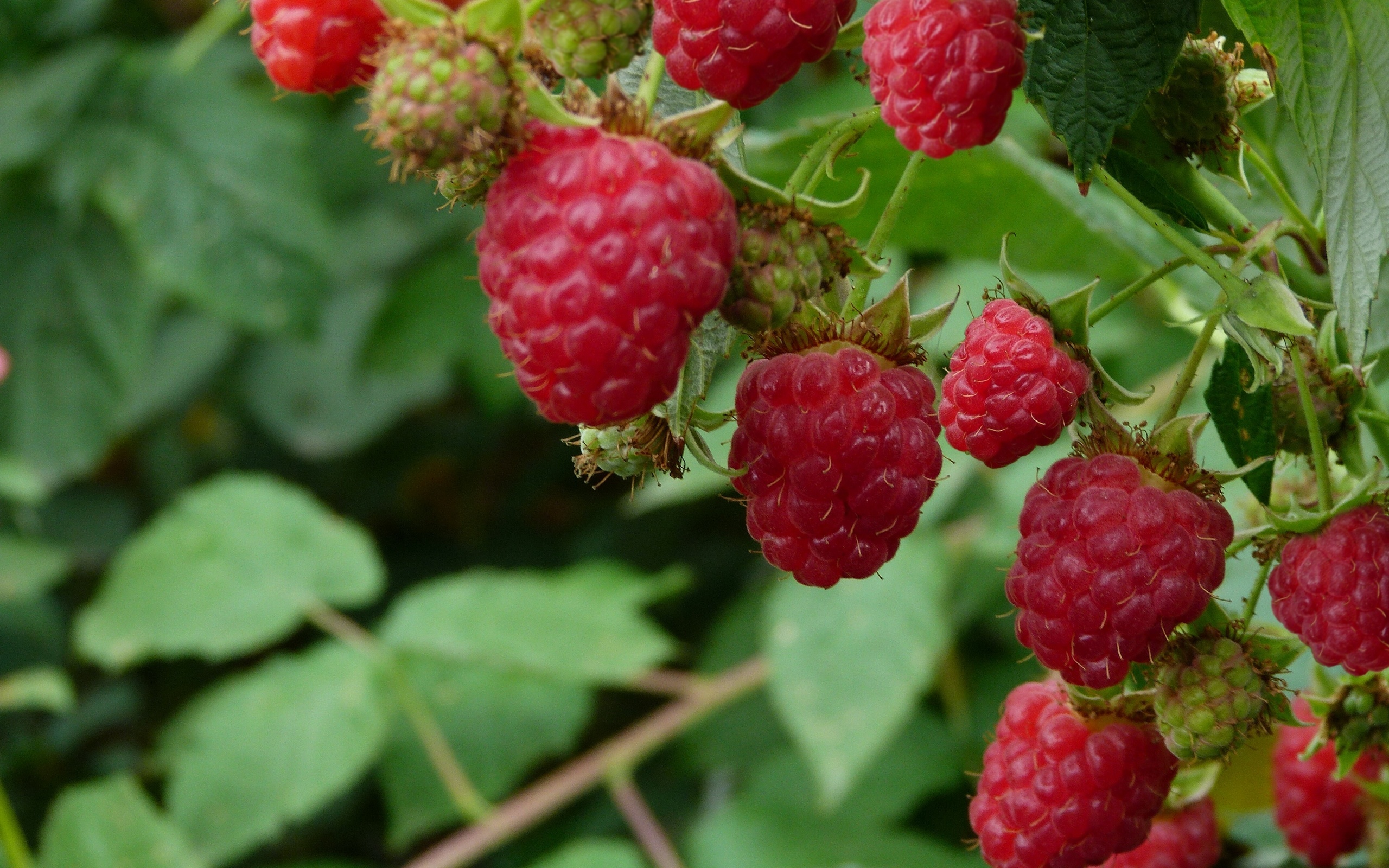 raspberry wallpaper,berry,raspberry,fruit,wine raspberry,plant (#704426 ...