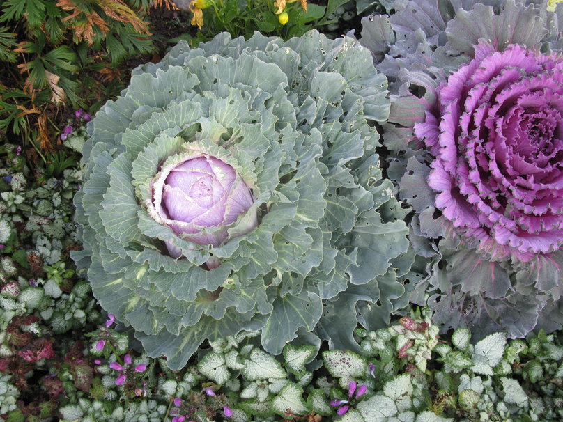 carta da parati floreale canada,fiore,pianta,cavolo selvatico,cavolo ...