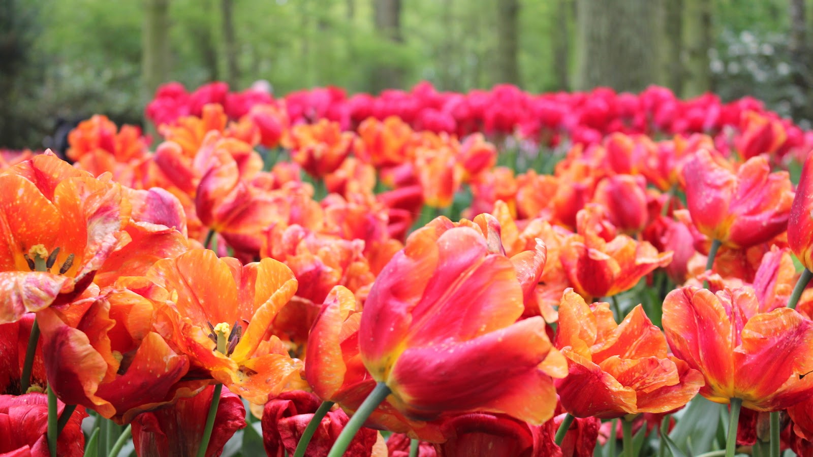 wallpaper flori,flower,flowering plant,petal,tulip,plant (#712152 ...