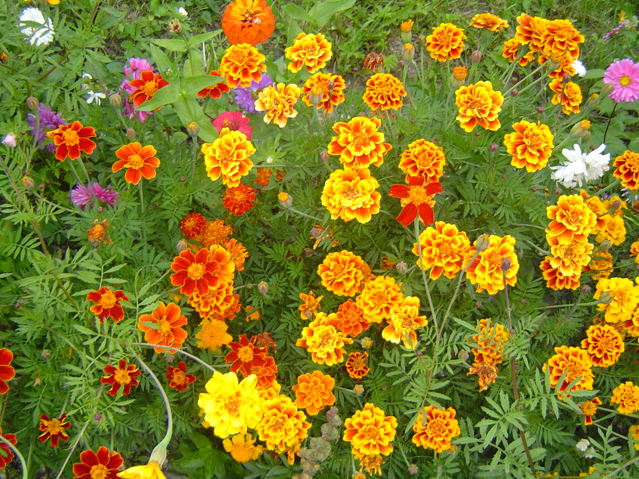 wallpaper flori,flower,flowering plant,tagetes,plant,english marigold ...