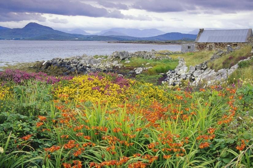 Ireland Picture Download Free - Dwarf Day Lily- WallpaperUse