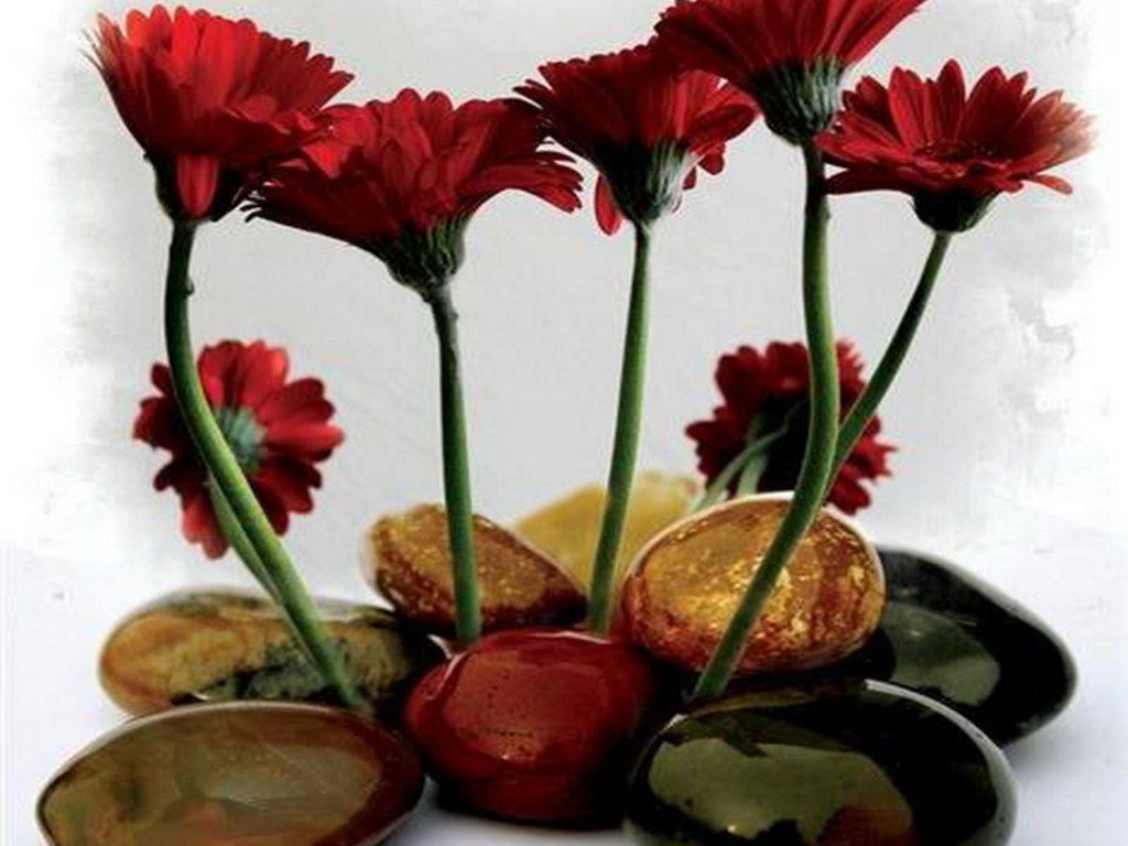 feng shui wallpaper for wealth,flower,red,cut flowers,plant,petal ...