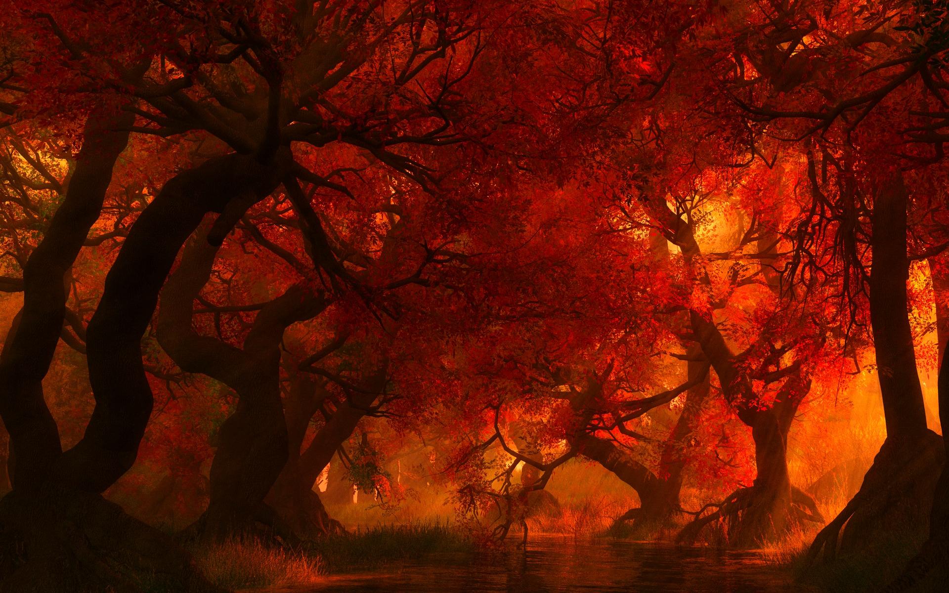fuoco sfondo,natura,rosso,albero,cielo,foresta (#718467) - WallpaperUse