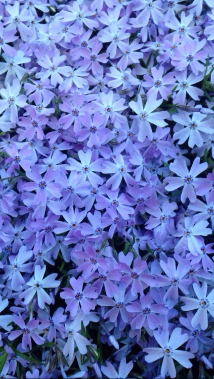 carta da parati lilla b & q,viola,blu,fiore,lilla,viola (#724687 ...