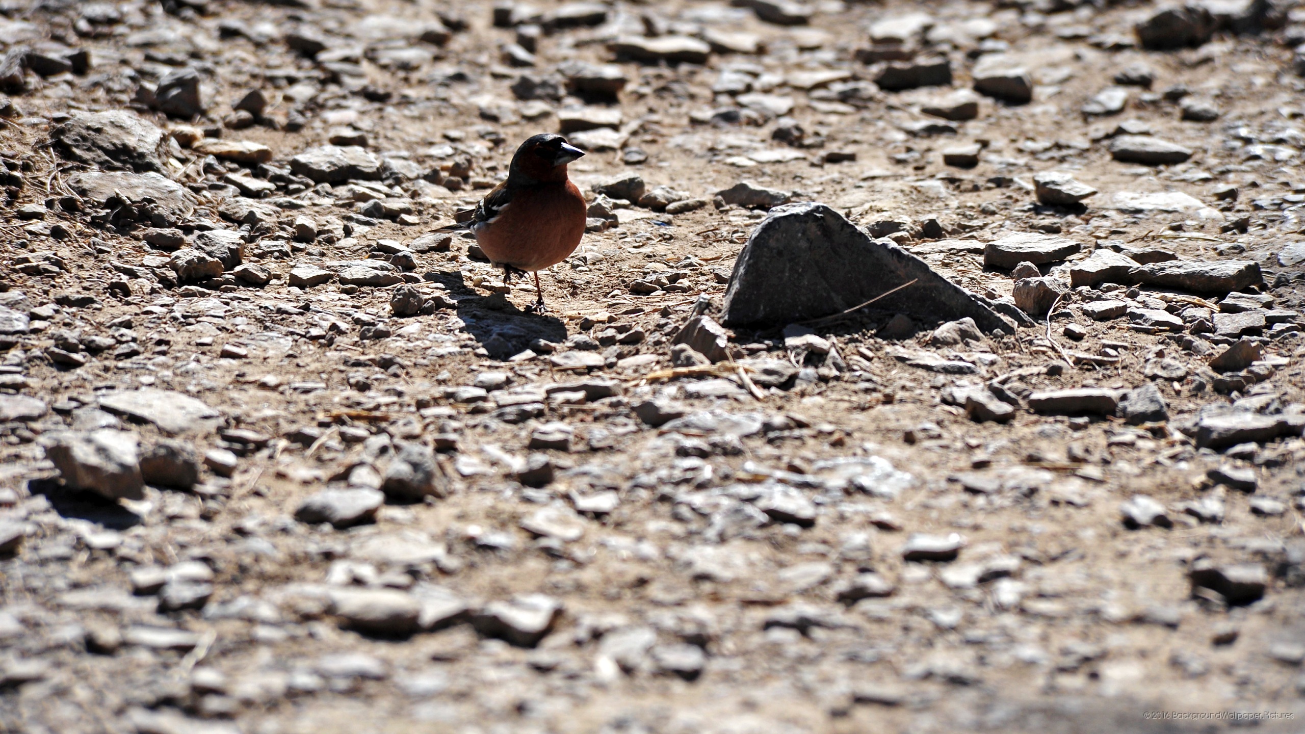 letv wallpaper hd,bird,soil,adaptation,perching bird,butterfly (#734844 ...